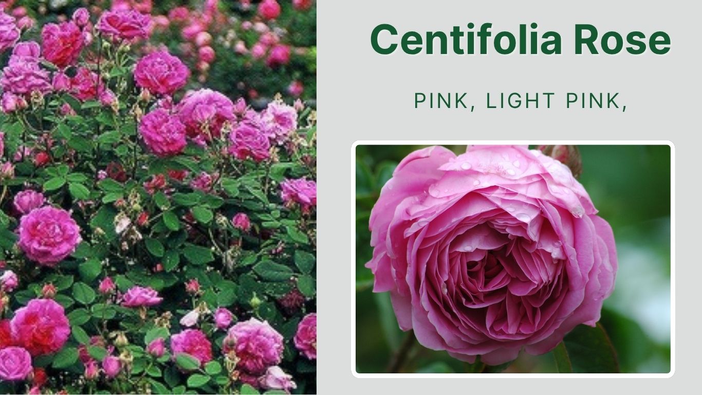 25 Types of Rose Flowers: Identification with Pictures