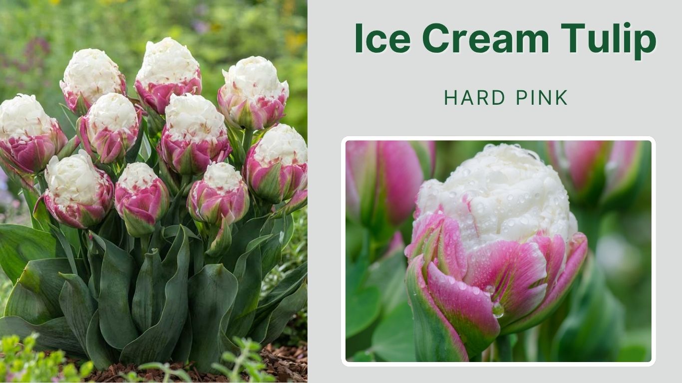 35 Types of Tulip Flowers: Identification With Pictures