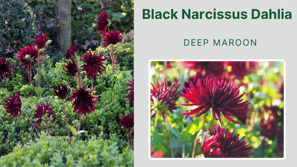 25 Types of Dahlia Flowers: Identification with Pictures