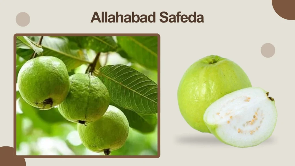 25 Popular Types of Guava: Names,Identification, and Key Features