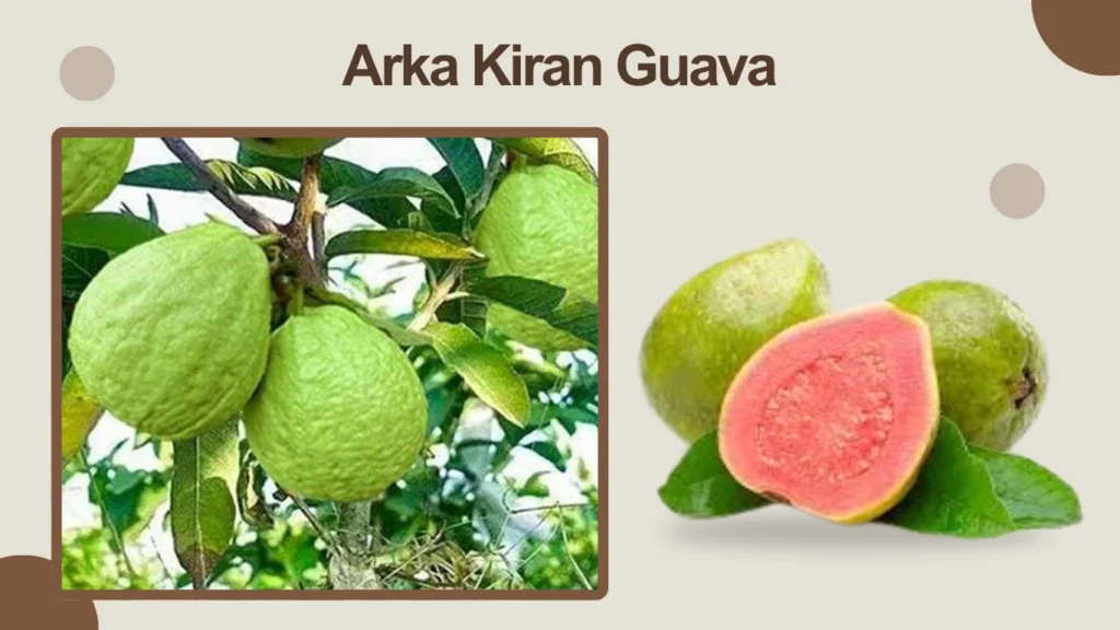 25 Popular Types of Guava: Names,Identification, and Key Features