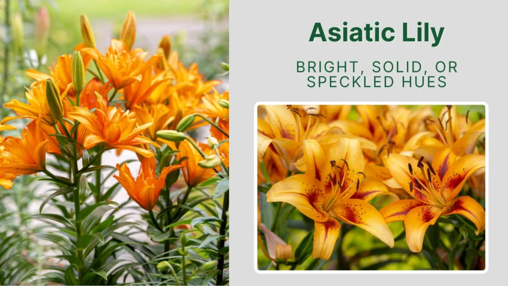 25 Types of Lily Flowers: Identification With Pictures
