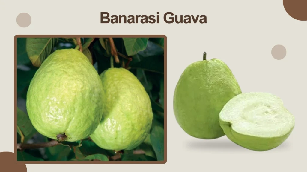 25 Popular Types of Guava: Names,Identification, and Key Features
