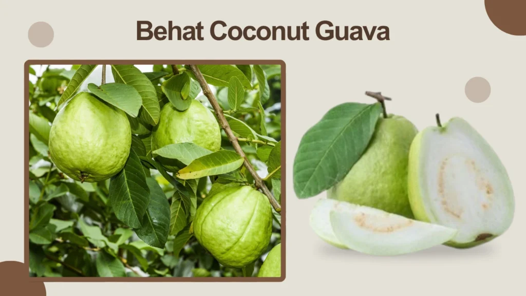 25 Popular Types of Guava: Names,Identification, and Key Features