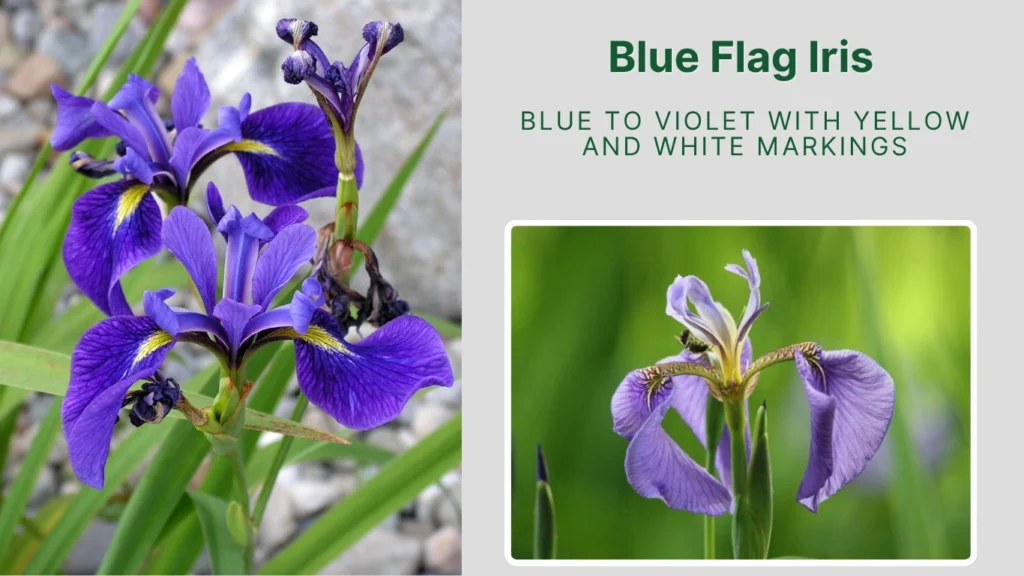 25 Types of Iris Flowers: Identification With Pictures