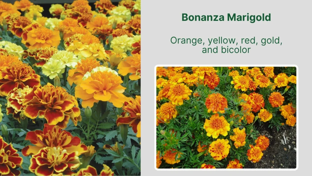25 Types of Marigold Flowers: Identification with Pictures