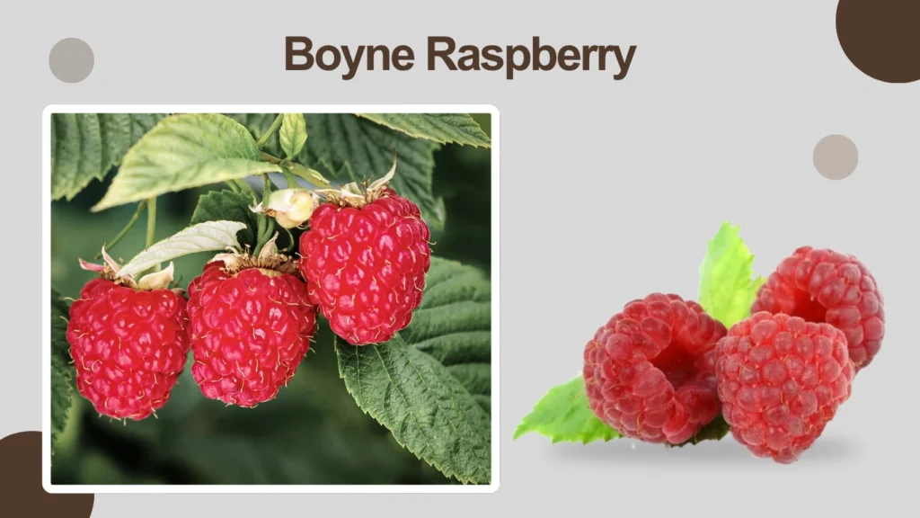 25 Types of Raspberries: Names, Identification, and Growth