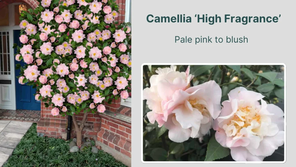 25 Types of Camellia Flowers: Identification with Pictures