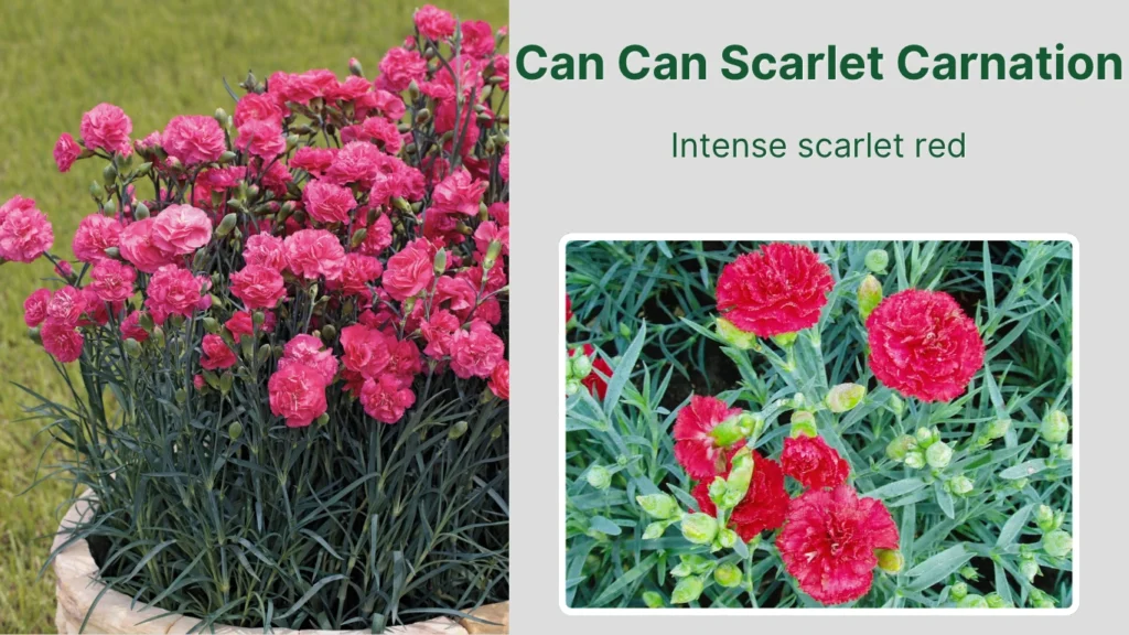 25 Types of Carnation Flowers: Identification With Pictures