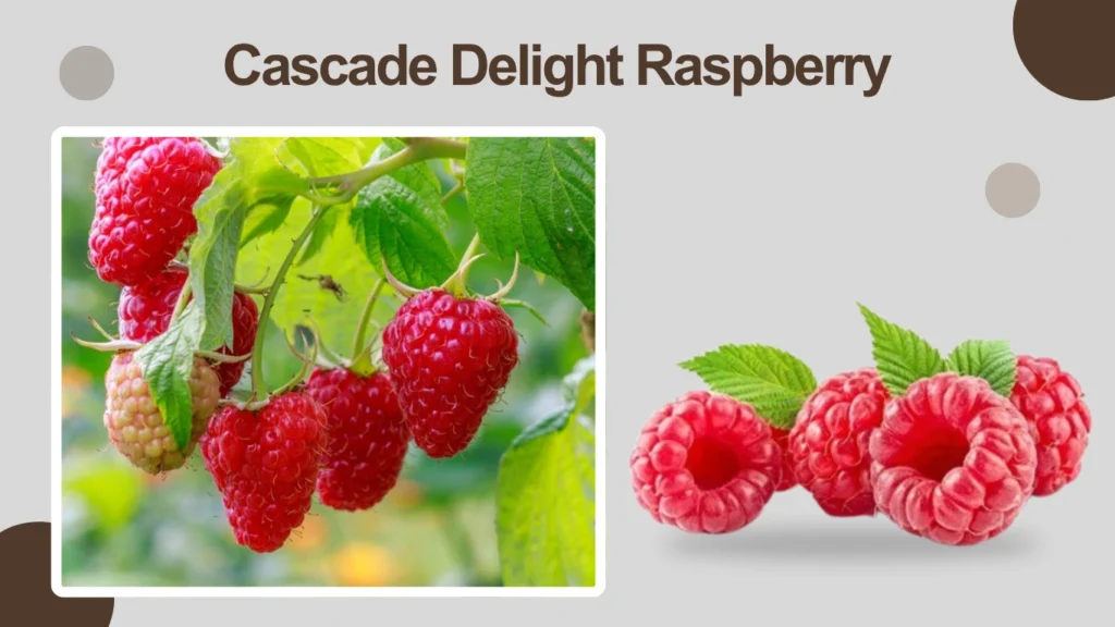 25 Types of Raspberries: Names, Identification, and Growth