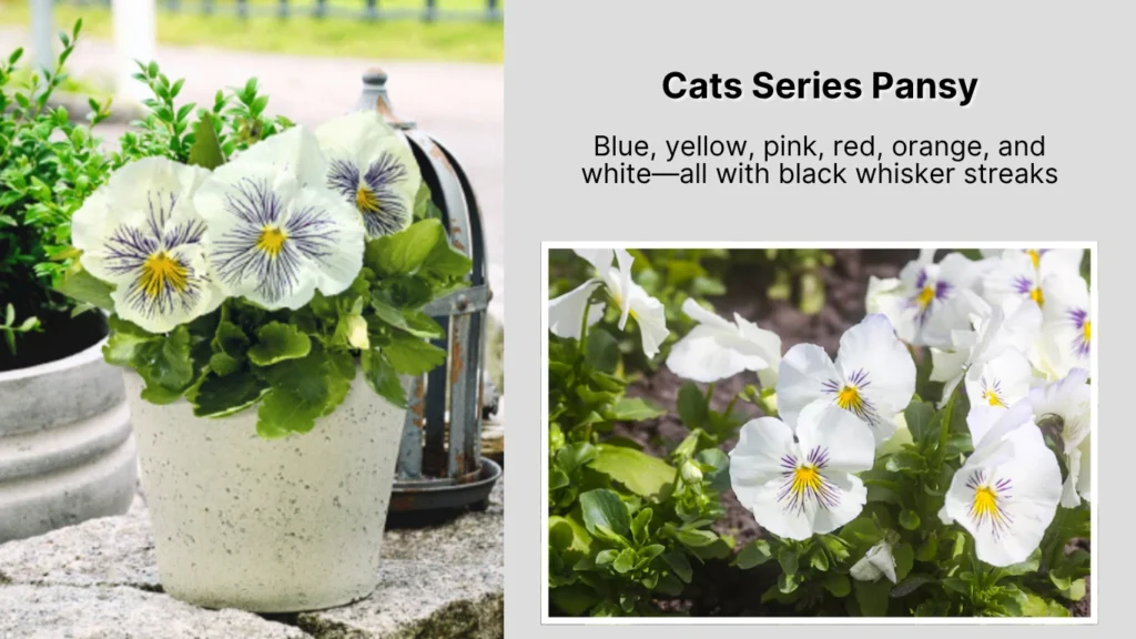13 Types of Pansy Flowers: Identification with Pictures