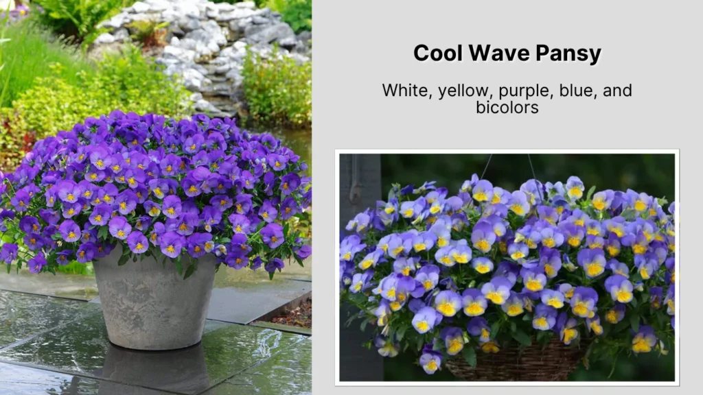 13 Types of Pansy Flowers: Identification with Pictures