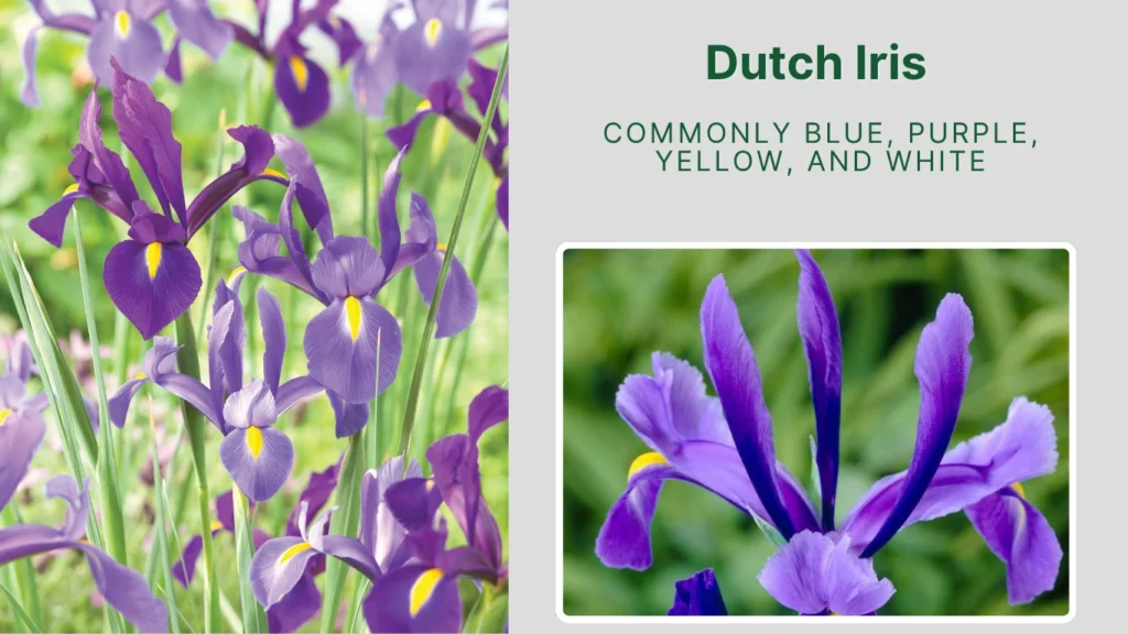 25 Types of Iris Flowers: Identification With Pictures