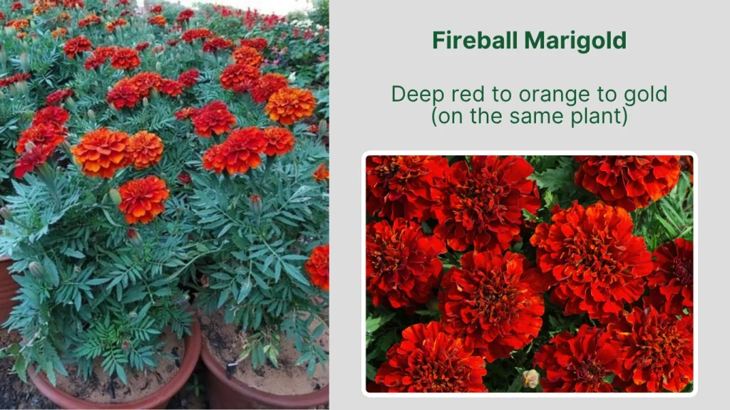 25 Types of Marigold Flowers: Identification with Pictures