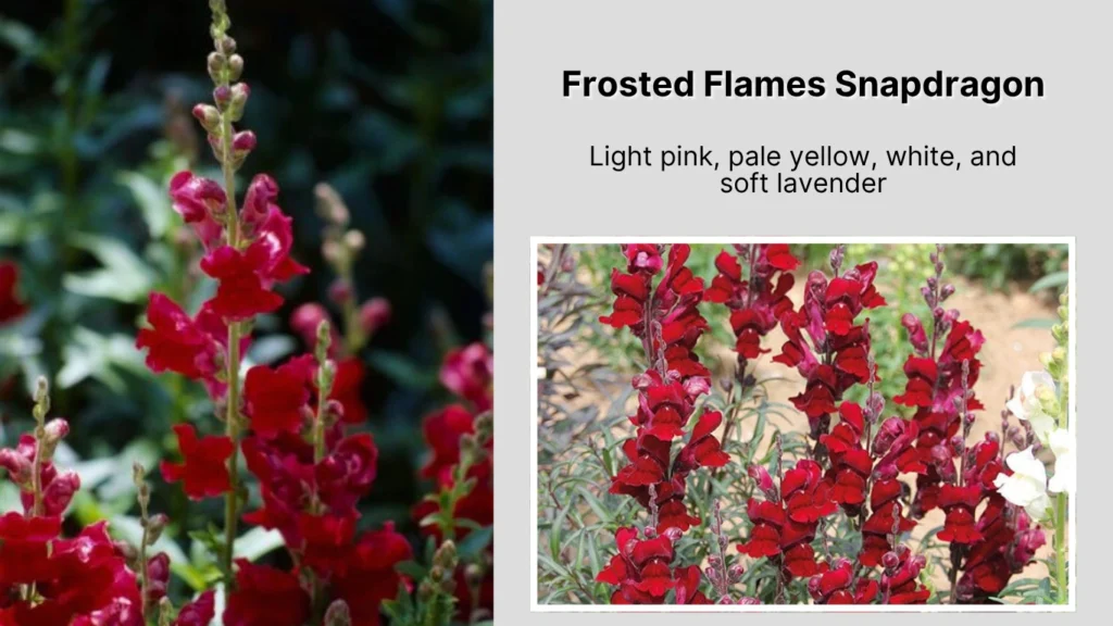 17 Types of Snapdragon Flowers: Identification With Pictures