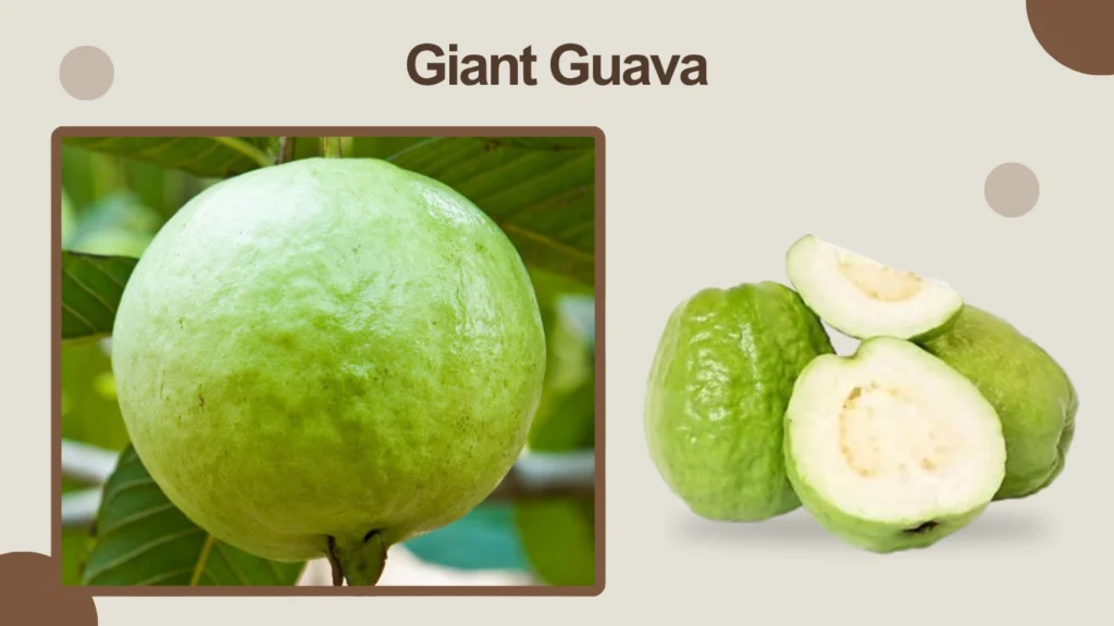 25 Popular Types of Guava: Names,Identification, and Key Features