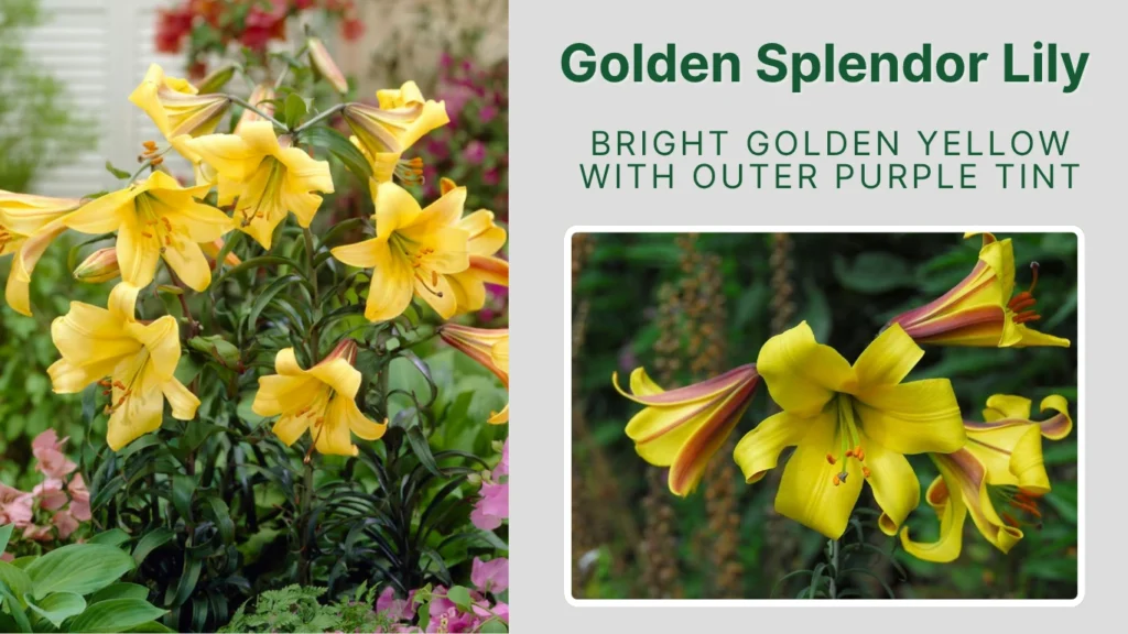 25 Types of Lily Flowers: Identification With Pictures