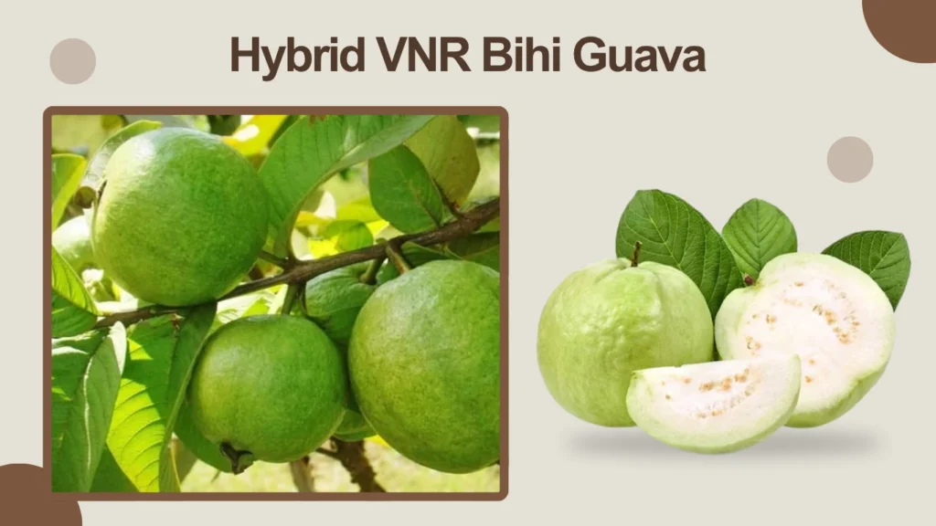 25 Popular Types of Guava: Names,Identification, and Key Features