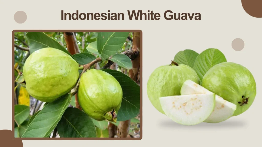 25 Popular Types of Guava: Names,Identification, and Key Features
