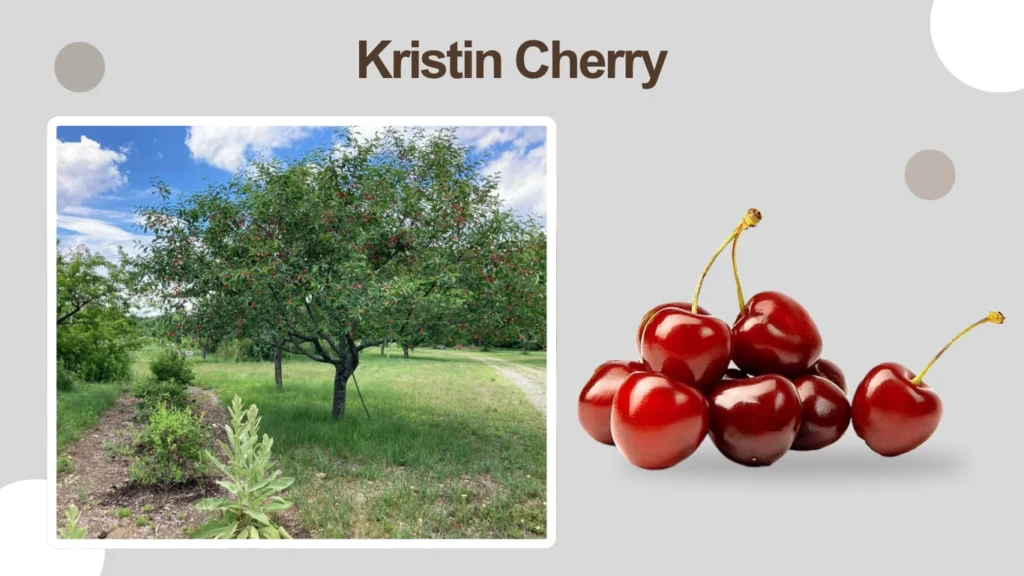 25 Types of Cherry and Cherry Trees: Identification with Images