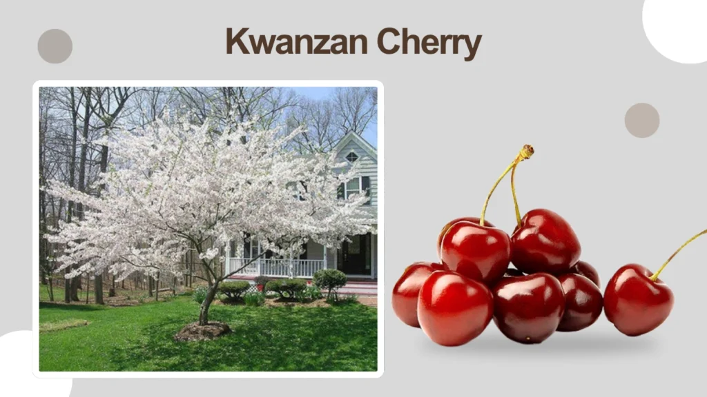 25 Types of Cherry and Cherry Trees: Identification with Images