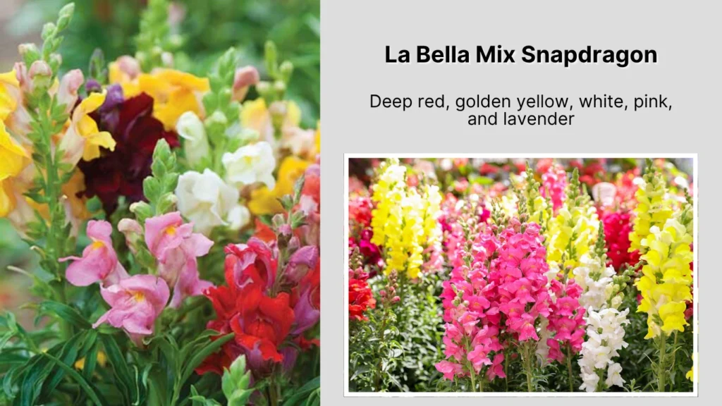17 Types of Snapdragon Flowers: Identification With Pictures