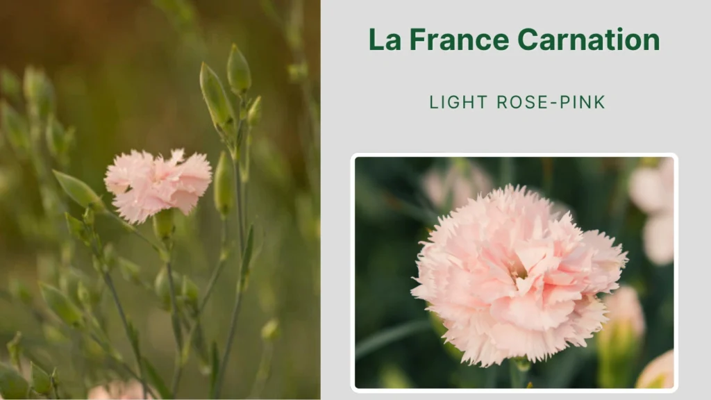 25 Types of Carnation Flowers: Identification With Pictures