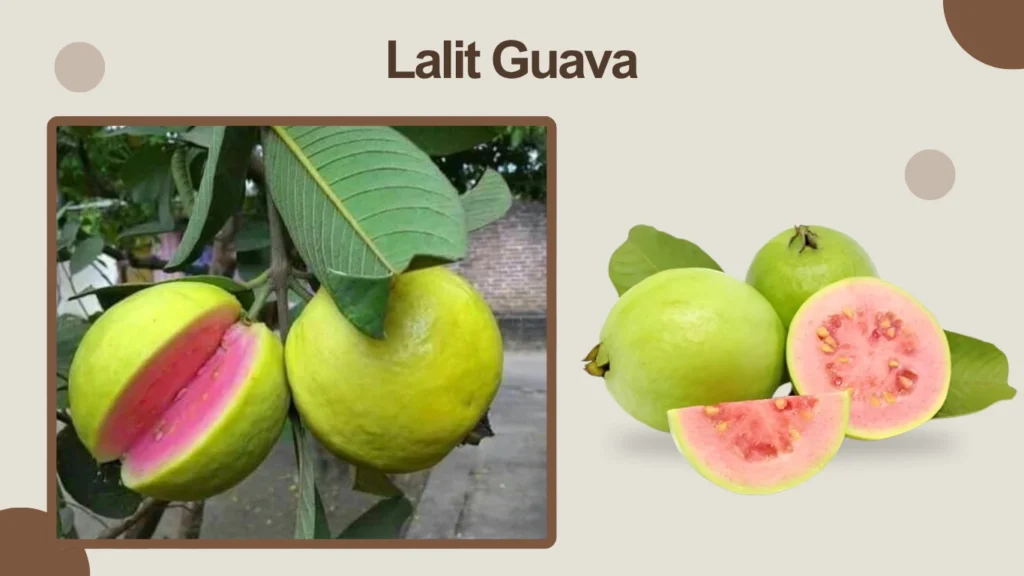 25 Popular Types of Guava: Names,Identification, and Key Features
