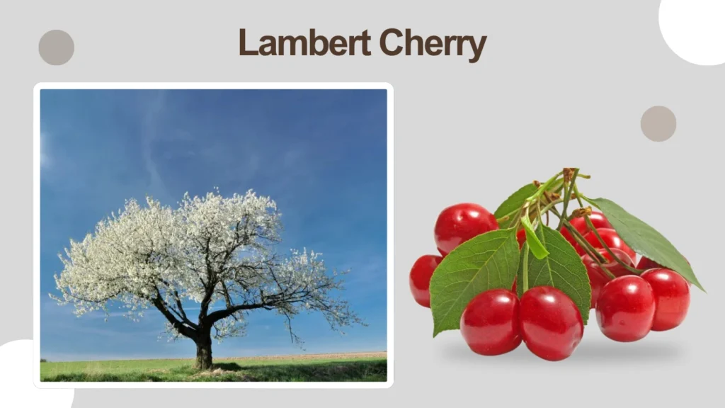 25 Types of Cherry and Cherry Trees: Identification with Images