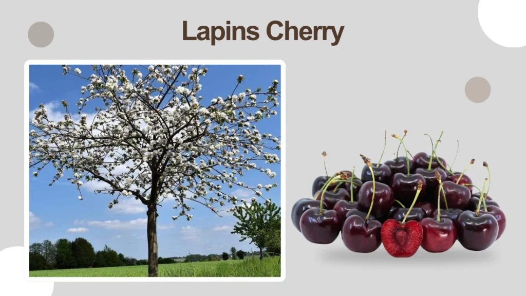 25 Types of Cherry and Cherry Trees: Identification with Images
