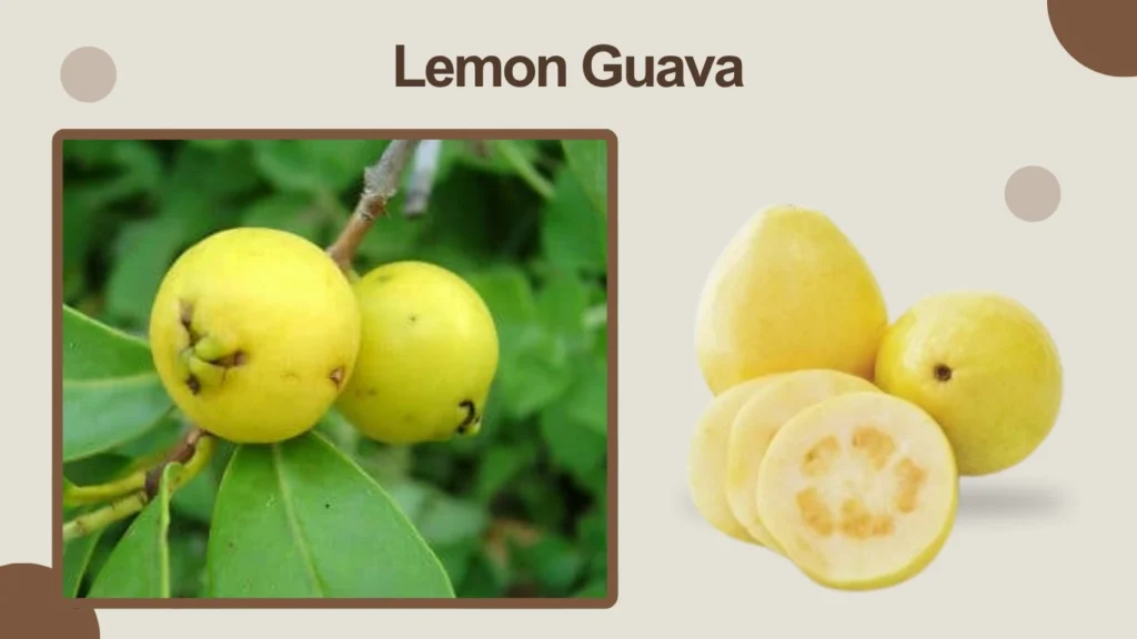 25 Popular Types of Guava: Names,Identification, and Key Features