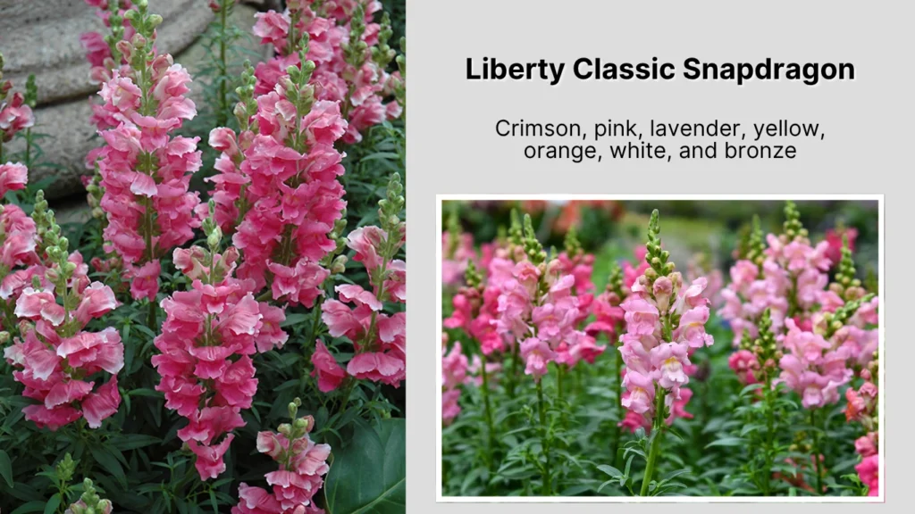 17 Types of Snapdragon Flowers: Identification With Pictures