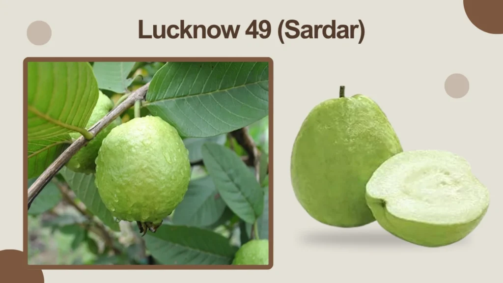 25 Popular Types of Guava: Names,Identification, and Key Features