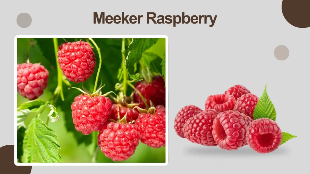 25 Types of Raspberries: Names, Identification, and Growth