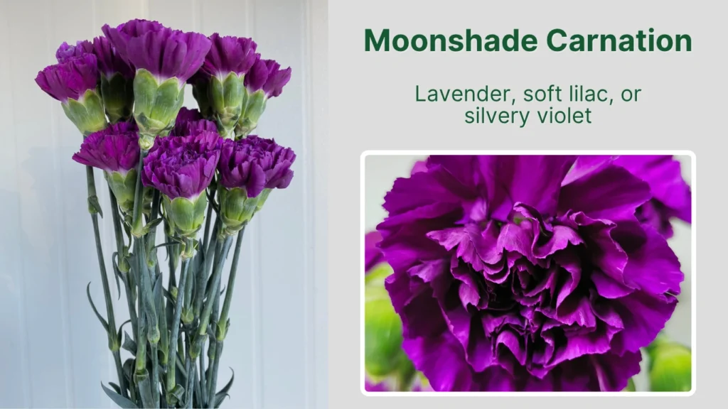 25 Types of Carnation Flowers: Identification With Pictures