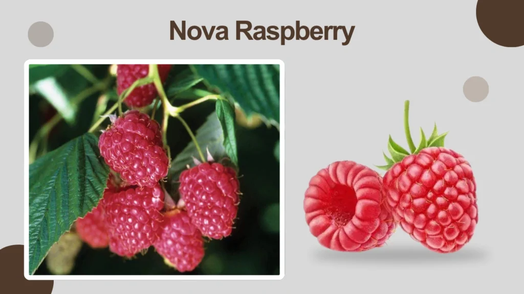 25 Types of Raspberries: Names, Identification, and Growth