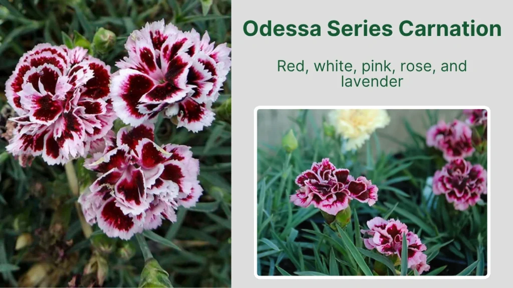 25 Types of Carnation Flowers: Identification With Pictures