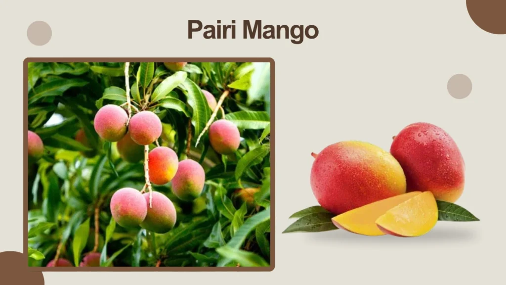 25 Popular Types of Mangoes: Names, Identification, and Benefits