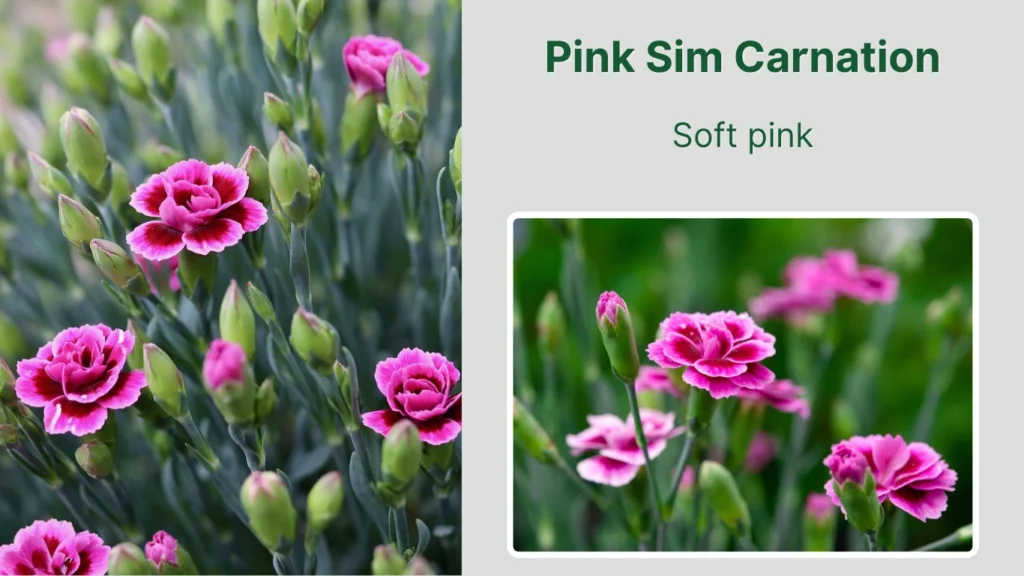 25 Types of Carnation Flowers: Identification With Pictures