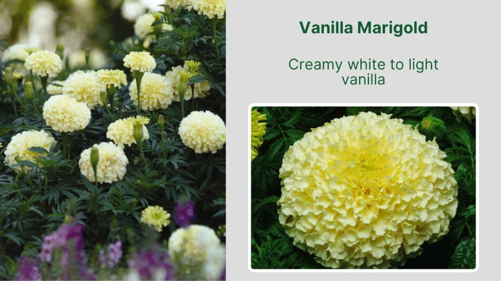 25 Types of Marigold Flowers: Identification with Pictures