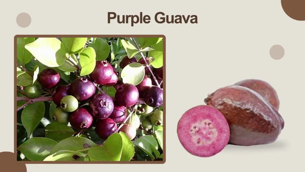 25 Popular Types of Guava: Names,Identification, and Key Features