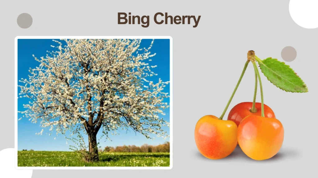 25 Types of Cherry and Cherry Trees: Identification with Images