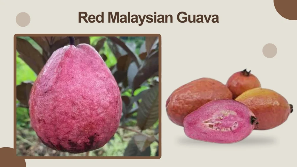 25 Popular Types of Guava: Names,Identification, and Key Features