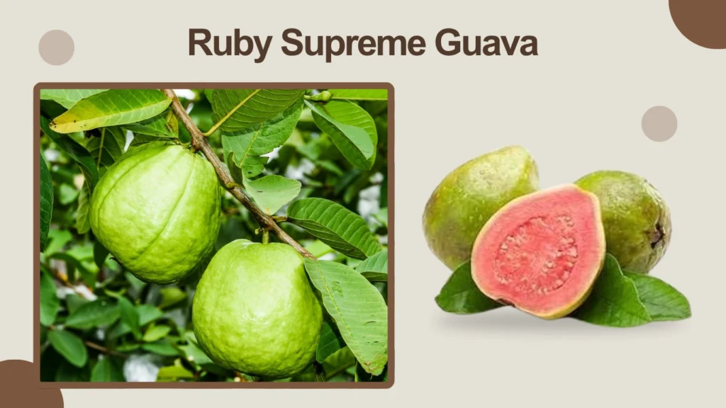 25 Popular Types of Guava: Names,Identification, and Key Features