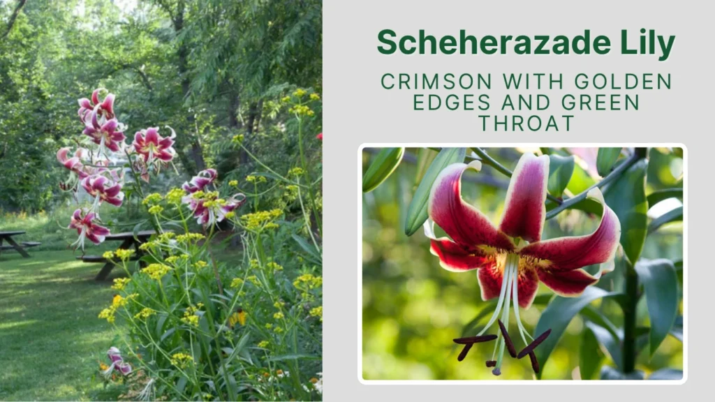 25 Types of Lily Flowers: Identification With Pictures