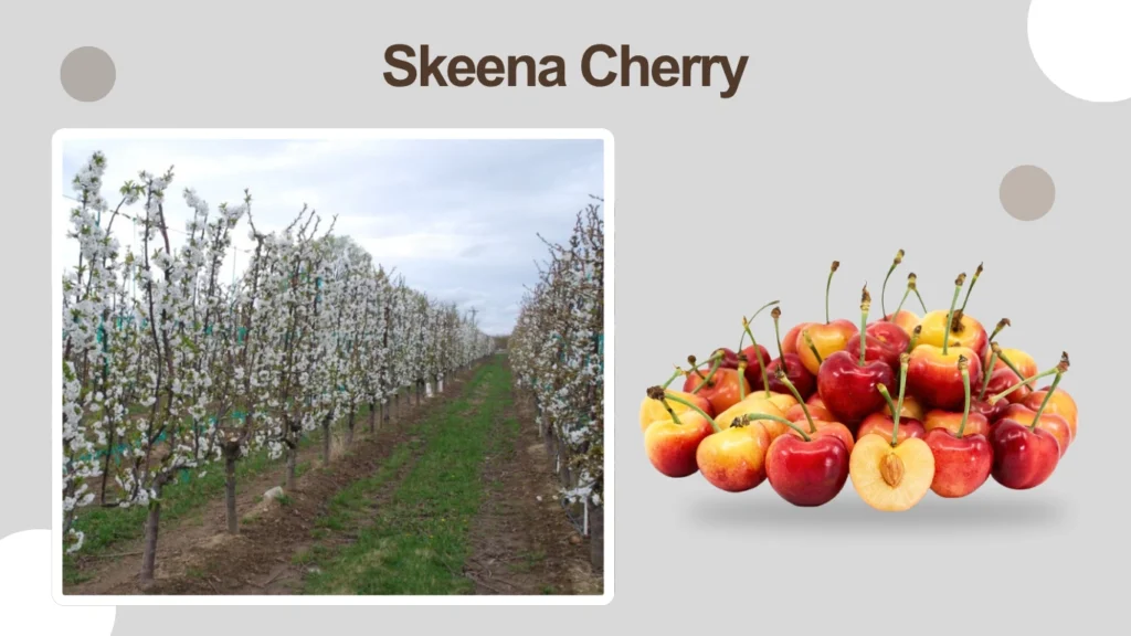 25 Types of Cherry and Cherry Trees: Identification with Images