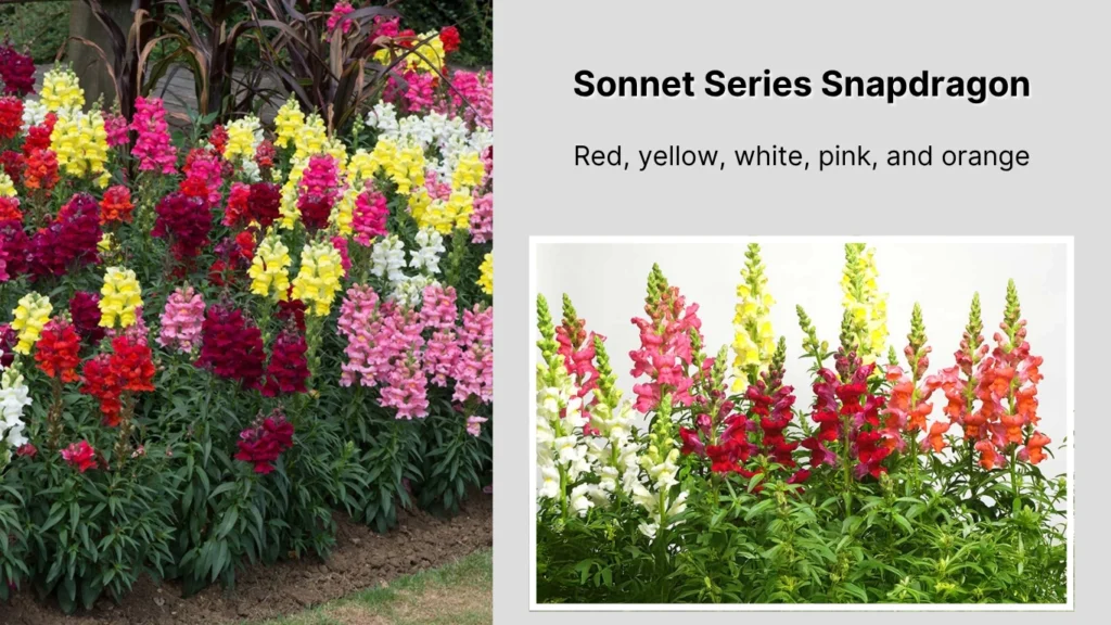 17 Types of Snapdragon Flowers: Identification With Pictures