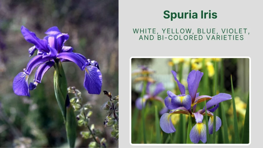 25 Types of Iris Flowers: Identification With Pictures