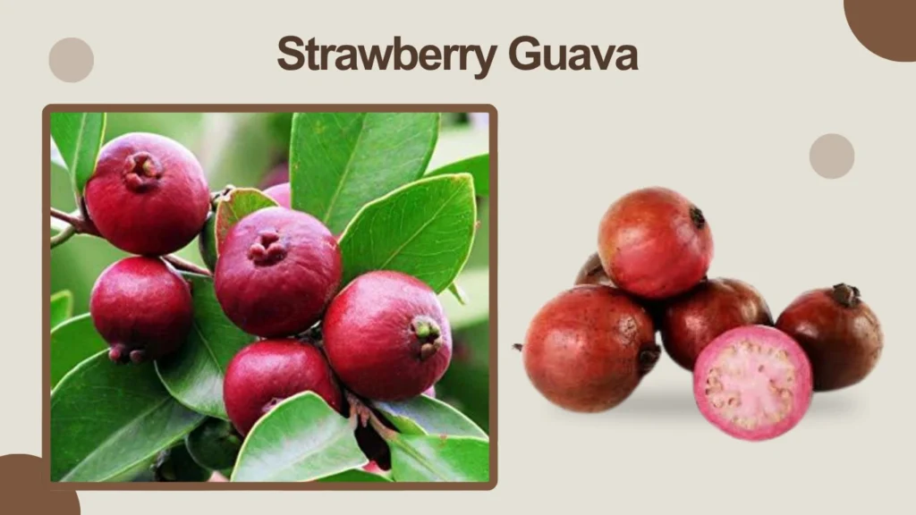 25 Popular Types of Guava: Names,Identification, and Key Features