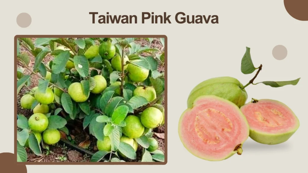 25 Popular Types of Guava: Names,Identification, and Key Features